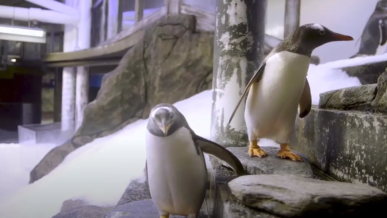 Sphen and Magic | SEA LIFE Sydney Aquarium