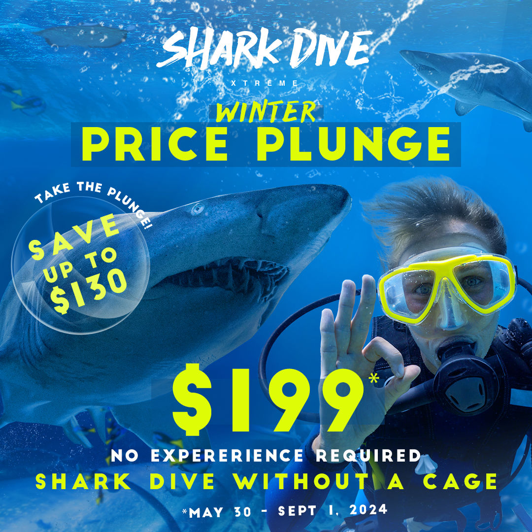 Shark Diving without a Cage | SEA LIFE Sydney