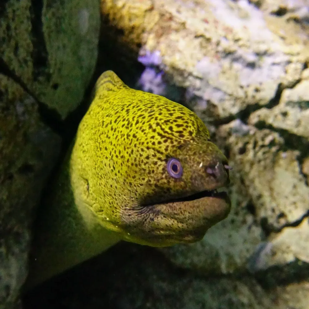 Predatory Fish | SEA LIFE Sydney Aquarium