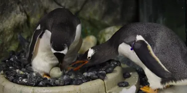 Sphen and Magic are stronger than ever