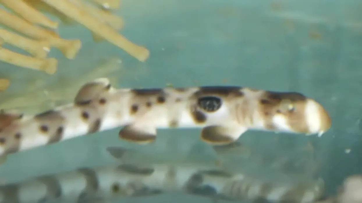 Baby Sharks born at SEA LIFE Sydney Aquarium