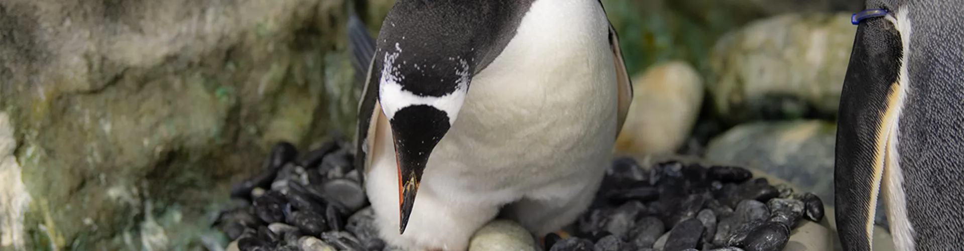 Sphen and Magic | SEA LIFE Sydney Aquarium