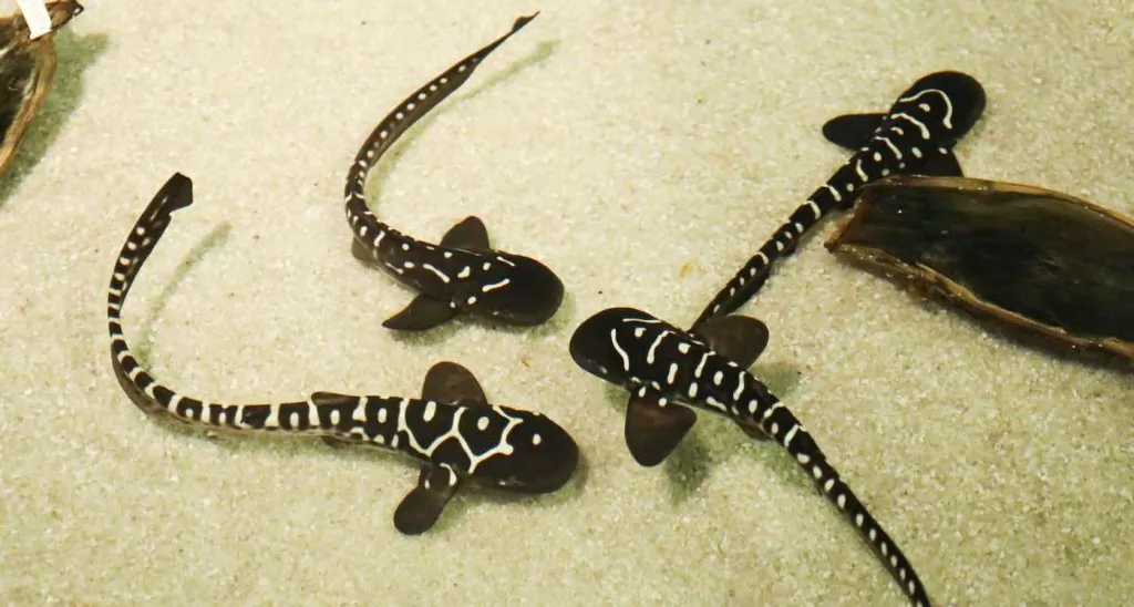 Zebra Shark Rewilding Update: 62 Sharks Now Swimming in Raja Ampat