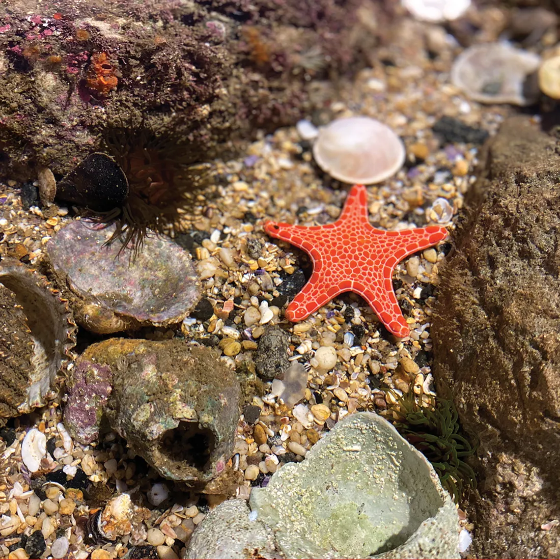 Rock Pools Darling Harbour Aquarium | SEA LIFE Sydney