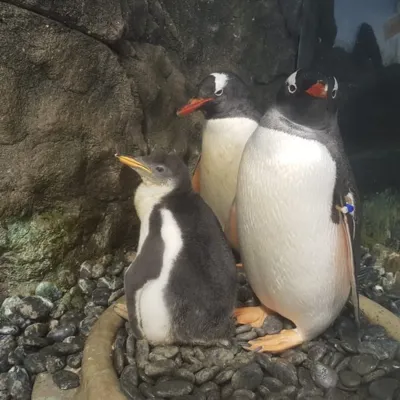 The Penguin Diaries | SEA LIFE Sydney Aquarium