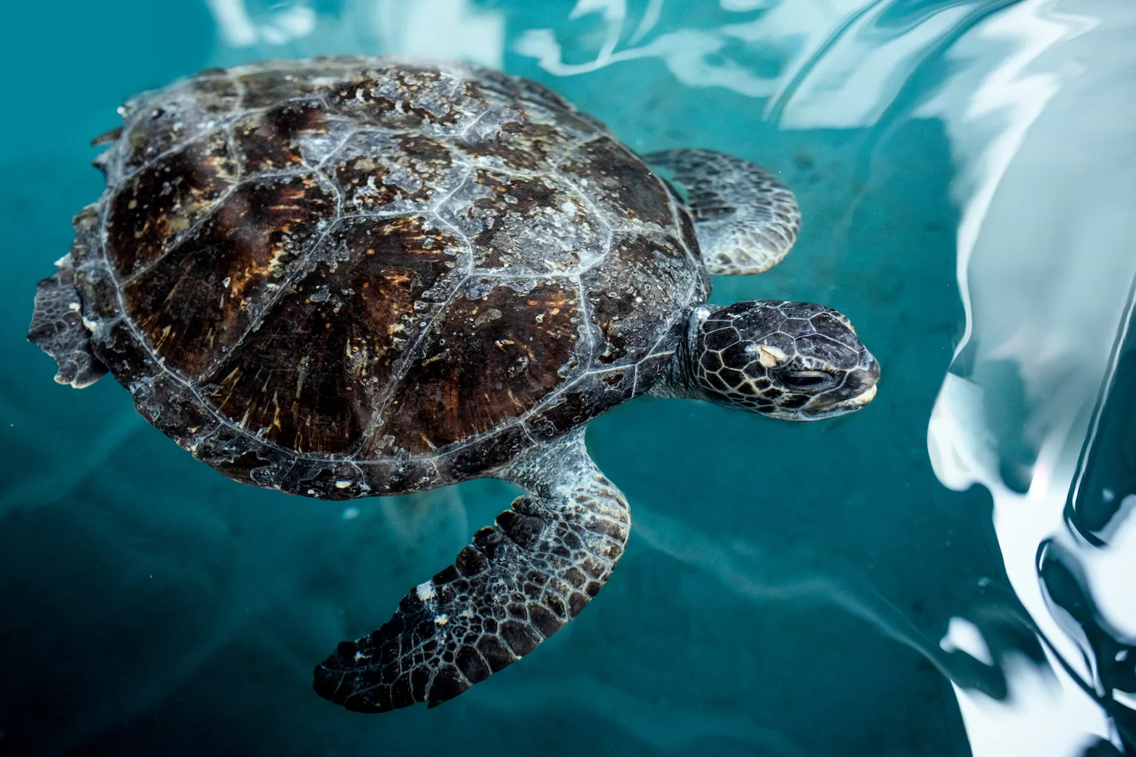 Animal Rescue Centre | SEA LIFE Sydney Aquarium