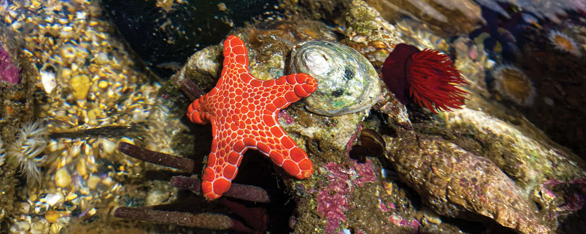 Rockpool Creatures | SEA LIFE Sydney Aquarium