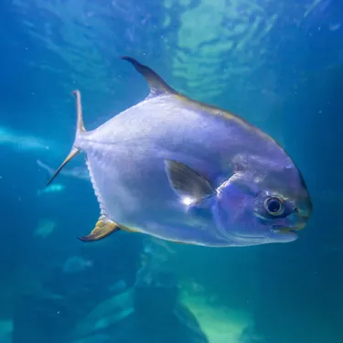 Ocean Fish | SEA LIFE Sydney Aquarium