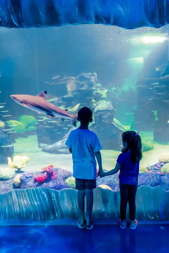 5 Ways To Inspire Kids To Save The Ocean on World Oceans Day | SEA LIFE ...