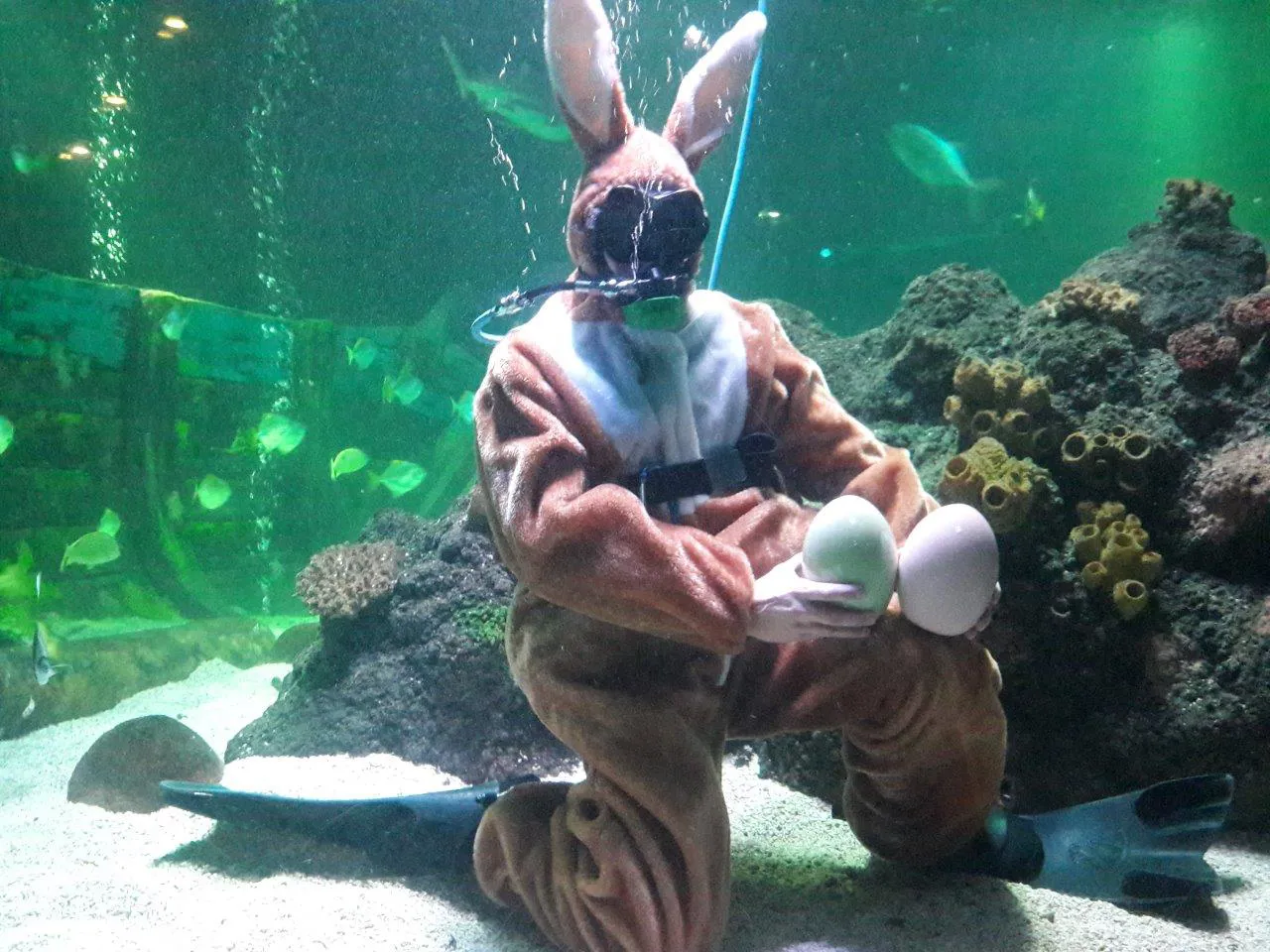 Home | Online-Rabatt | SEA LIFE Timmendorfer Strand