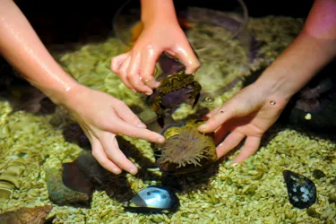 A Guide to Rockpooling | SEA LIFE Weymouth