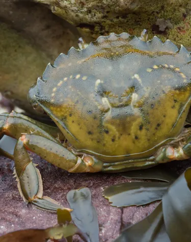 Rockpool Creatures | SEA LIFE Weymouth Aquarium