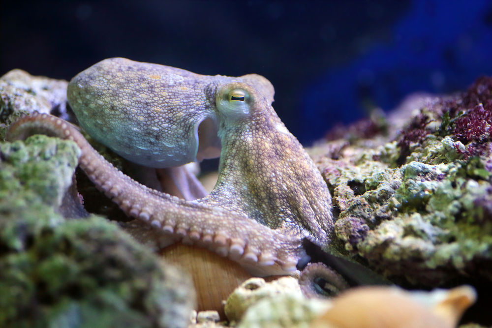 Octopus Enrichment Experience at SEA LIFE Weymouth