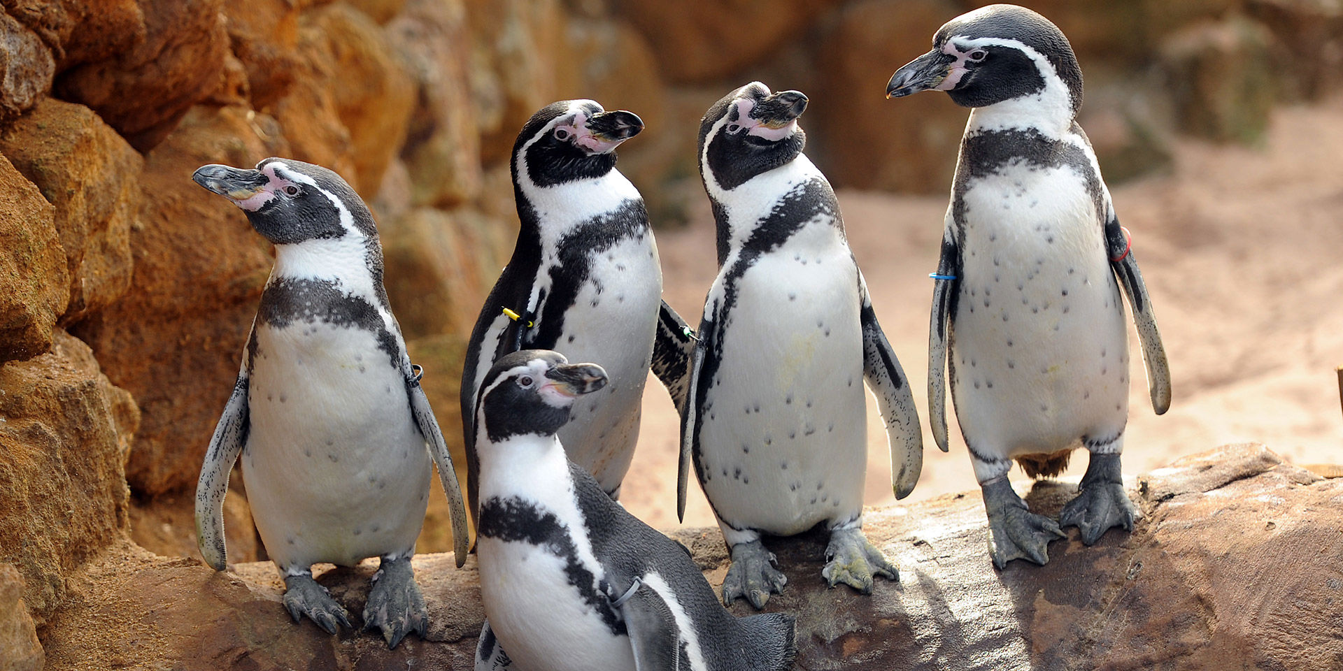 Penguin Feeding Experience at SEA LIFE Weymouth