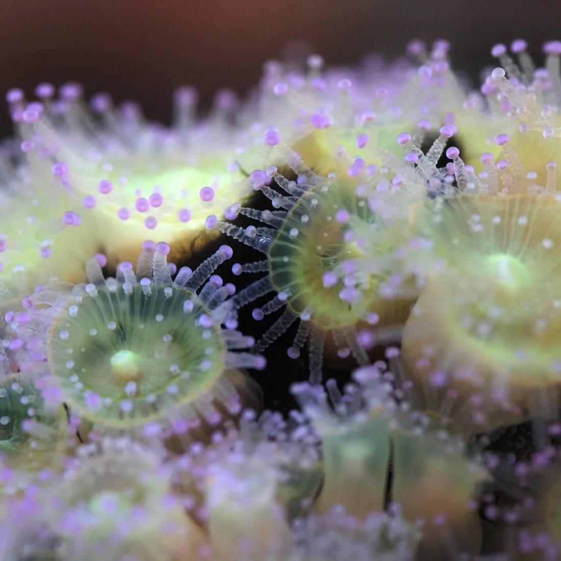 Rockpool Creatures | SEA LIFE Weymouth Aquarium